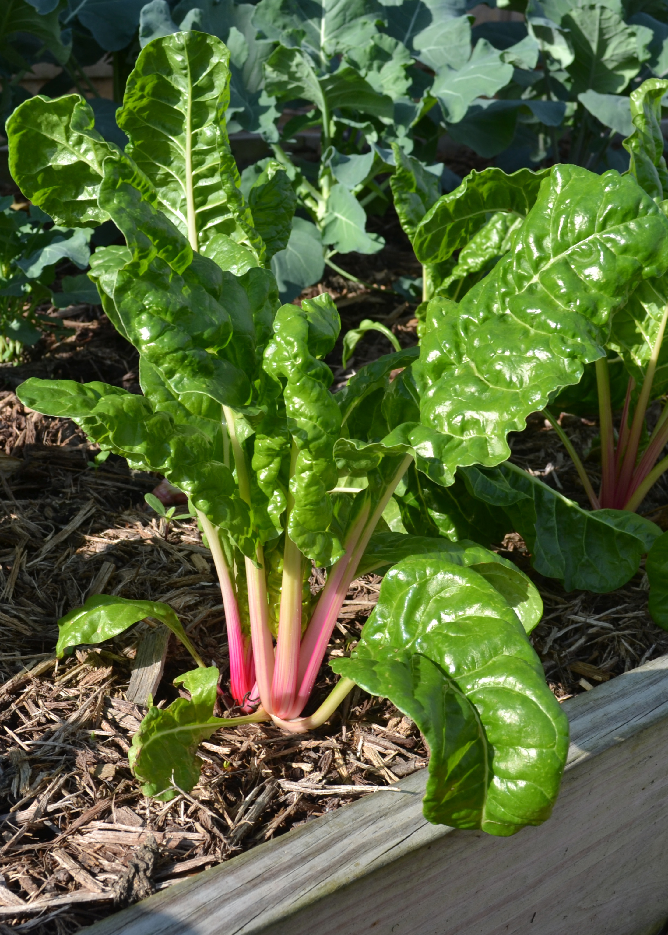 Chard, broccoli, kale thrive in winter gardens | Mississippi State ...