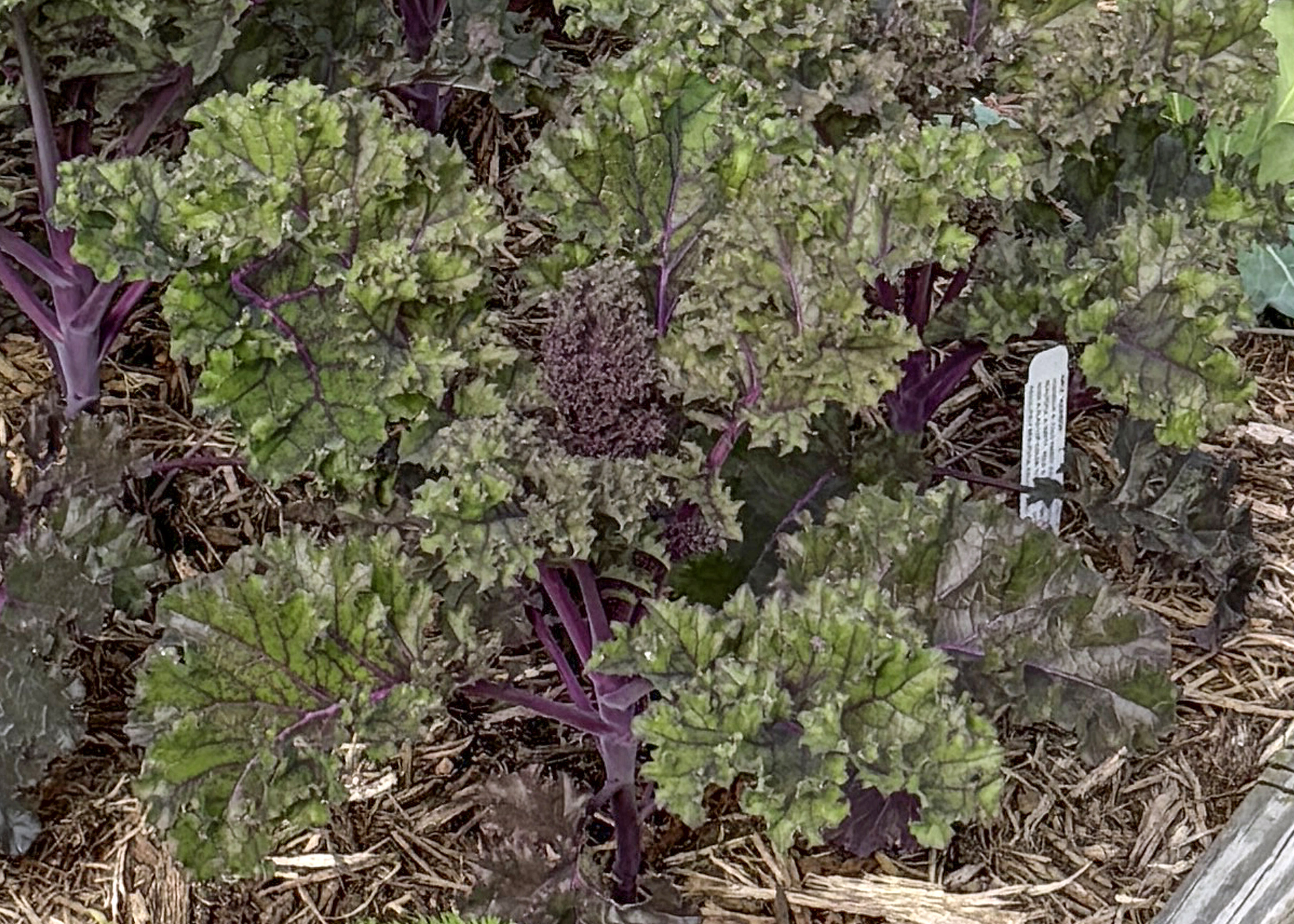 Chard, broccoli, kale thrive in winter gardens | Mississippi State ...