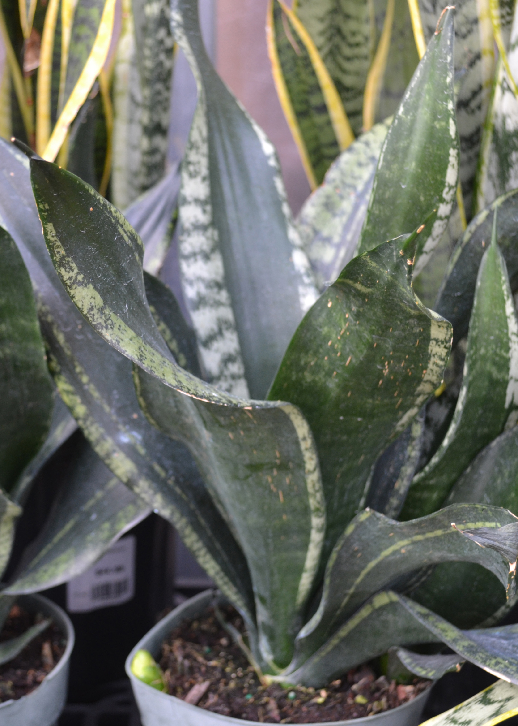 Sansevieria is a stylish house plant for everyone | Mississippi State ...