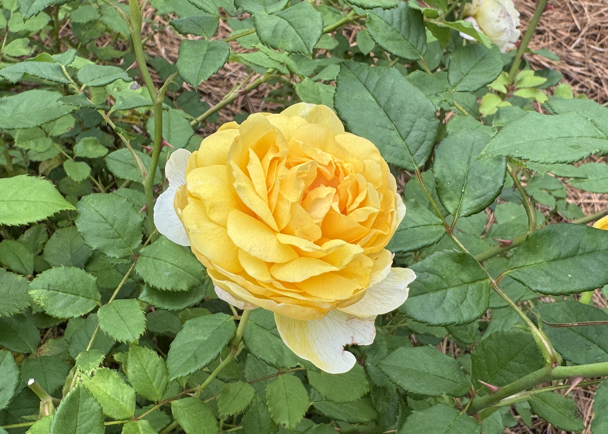 David Austin roses shine in landscapes | Mississippi State University ...