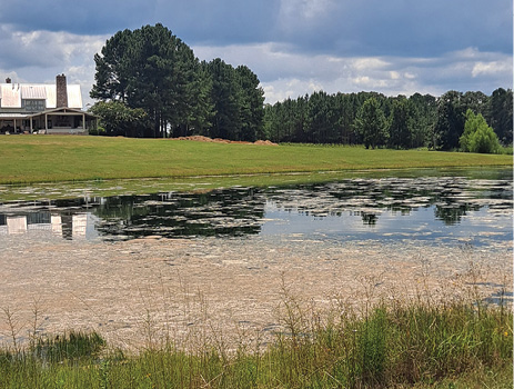 Filamentous Algae | Including Colonial Forms | Mississippi State ...