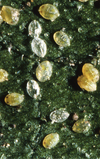 Whitefly-transmitted and Yellowing Viruses in Watermelon and Other ...