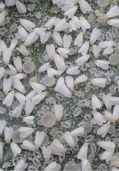 Whitefly-transmitted and Yellowing Viruses in Watermelon and Other ...