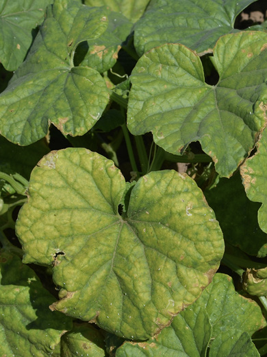 Whitefly-transmitted and Yellowing Viruses in Watermelon and Other ...