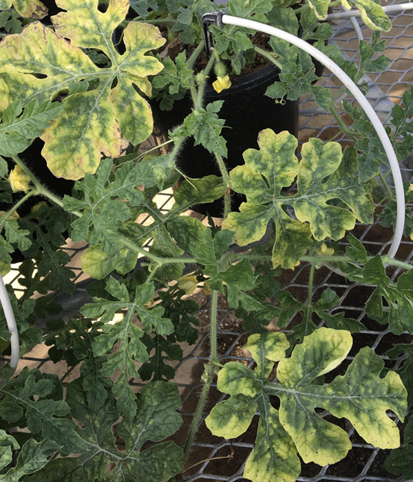 Whitefly-transmitted and Yellowing Viruses in Watermelon and Other ...