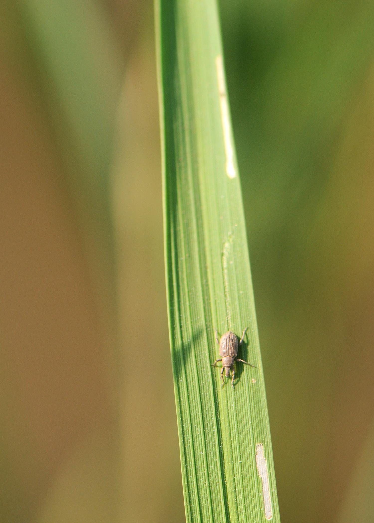 MSU researchers find rice seed treatments work | Mississippi State ... MSU researchers find rice seed treatments work | Mississippi State ...