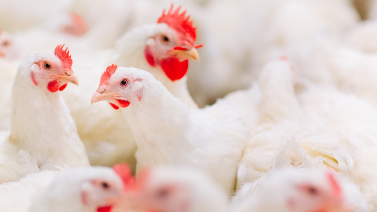 Broilers vs. Layers | Mississippi State University Extension Service