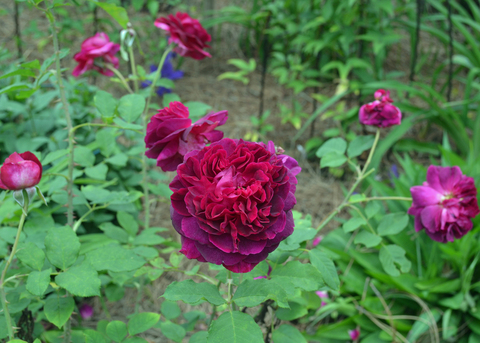 David Austin roses shine in landscapes | Mississippi State University ...