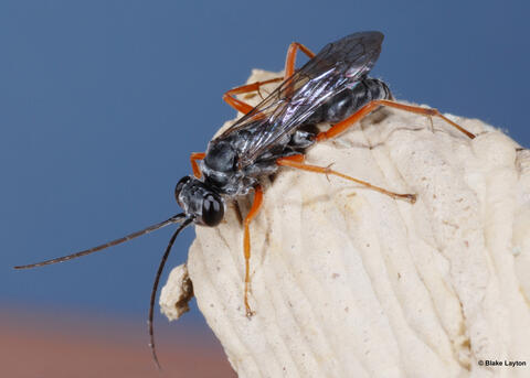 Red Legged Spider Wasp, Vol. 5, No. 26 | Mississippi State University ...